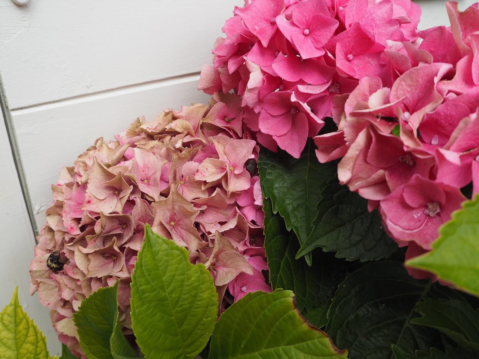 Garden // My Top Tips for Growing and Drying Hydrangeas {even in pots ...