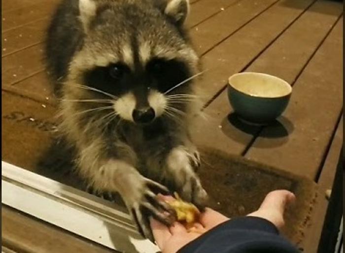 Hombre alimenta con la mano a un amigable mapache