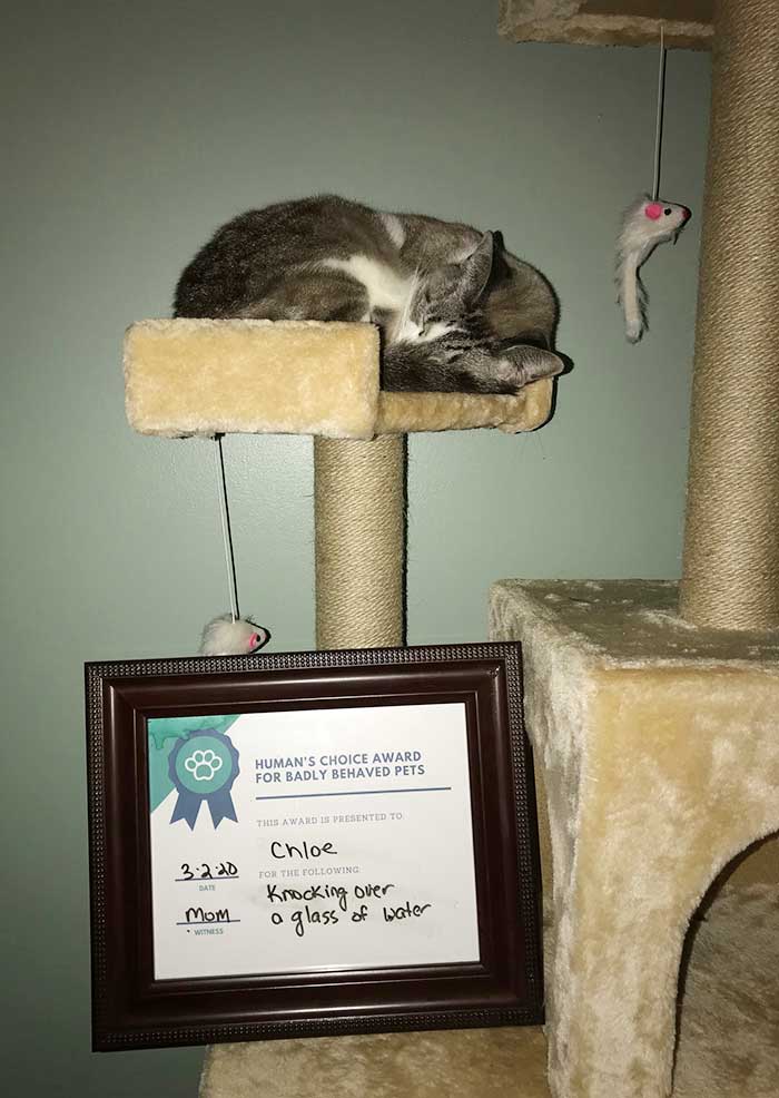 Dry Erase Funny Pet Shaming Sign Free Printable - Koti Beth