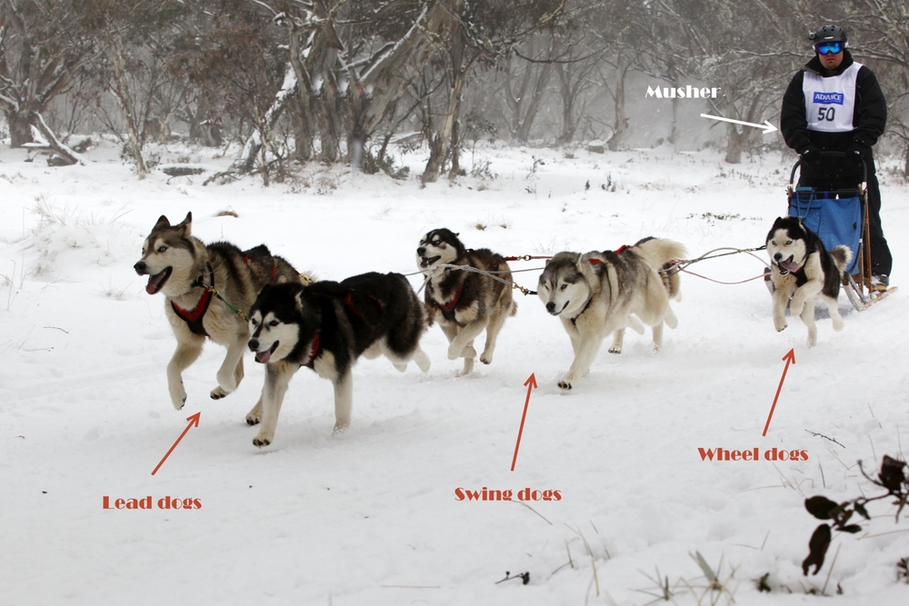 UNCLE EDDIE'S THEORY CORNER: THE LEAD SLED DOG THEORY