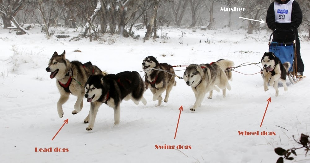 UNCLE EDDIE'S THEORY CORNER: THE LEAD SLED DOG THEORY