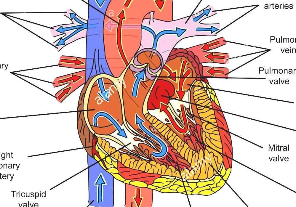 Heart - Structure Of The Human Heart