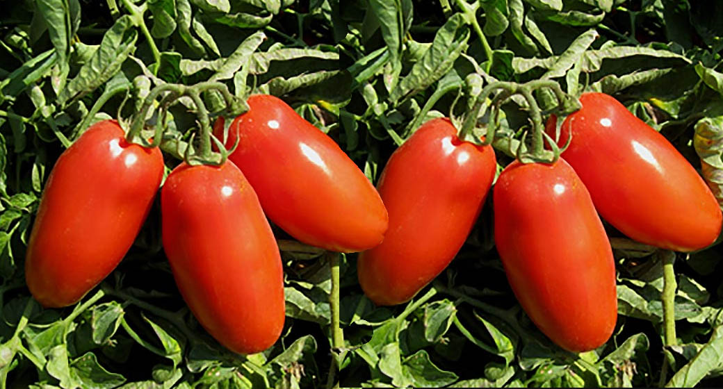 Wantia F1 paradajky