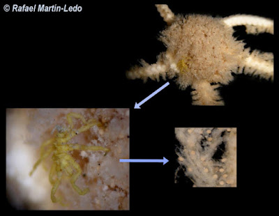 Rafael Microfauna Marina: Pycnogonid on Ophioplinthus
