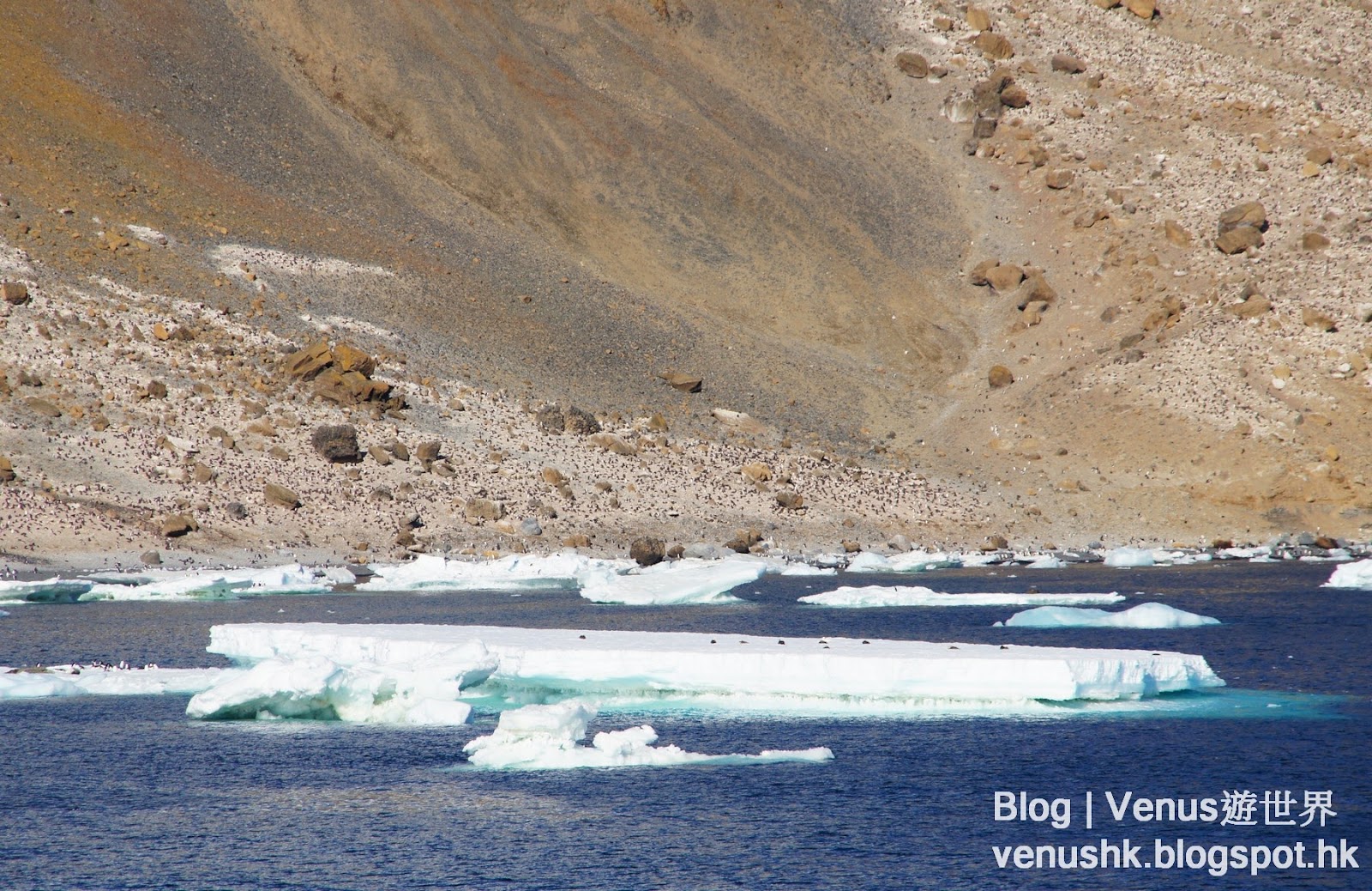 Venus遊世界: Day 11 南極第二站上篇──布朗海崖Brown Bluff