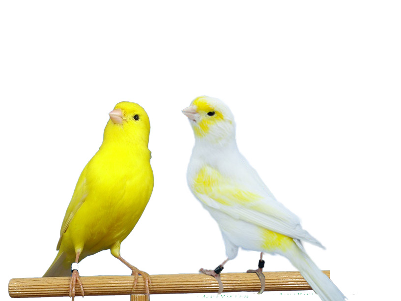 ¿Cuándo pigmento mis Canarios de Color? | BLOG CoronaSilvestres