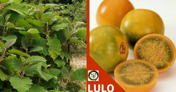 GUÍA DE ÁRBOLES Y ARBUSTOS DE LOS BOSQUES COMESTIBLES: El Lulo, Solanum ...