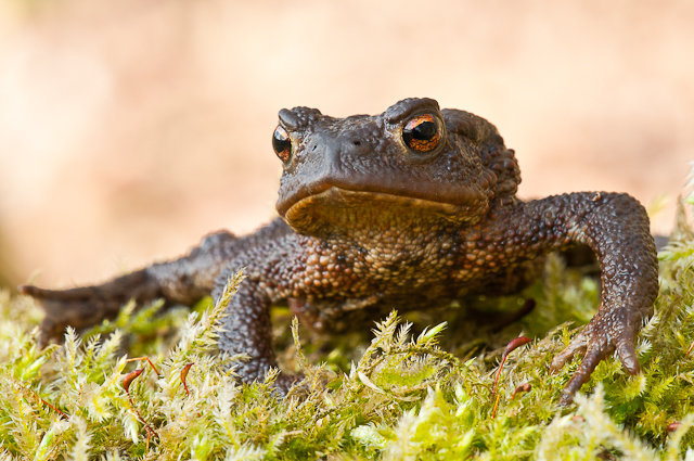 Gnorimus' Photoblog: Der Lurch des Jahres...