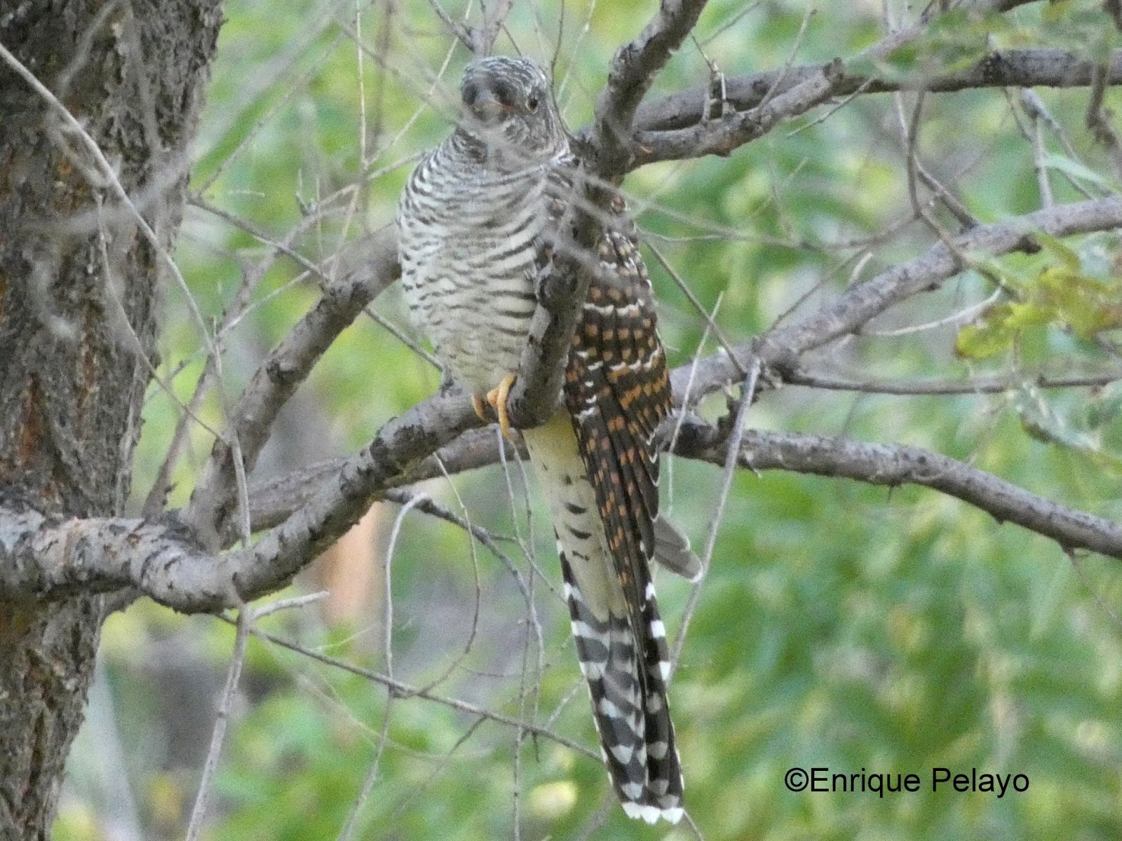 Pajareando en Zaragoza: Cuco jugando al escondite / Common Cuckoo ...