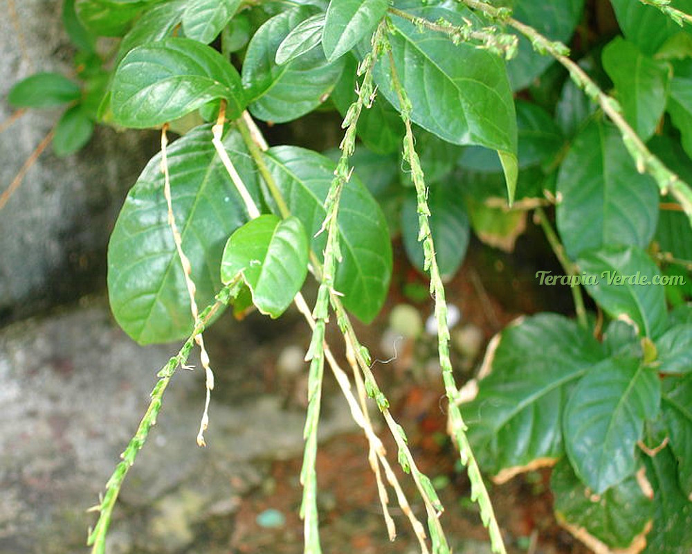 Benefícios da Guiné | Terapia Verde