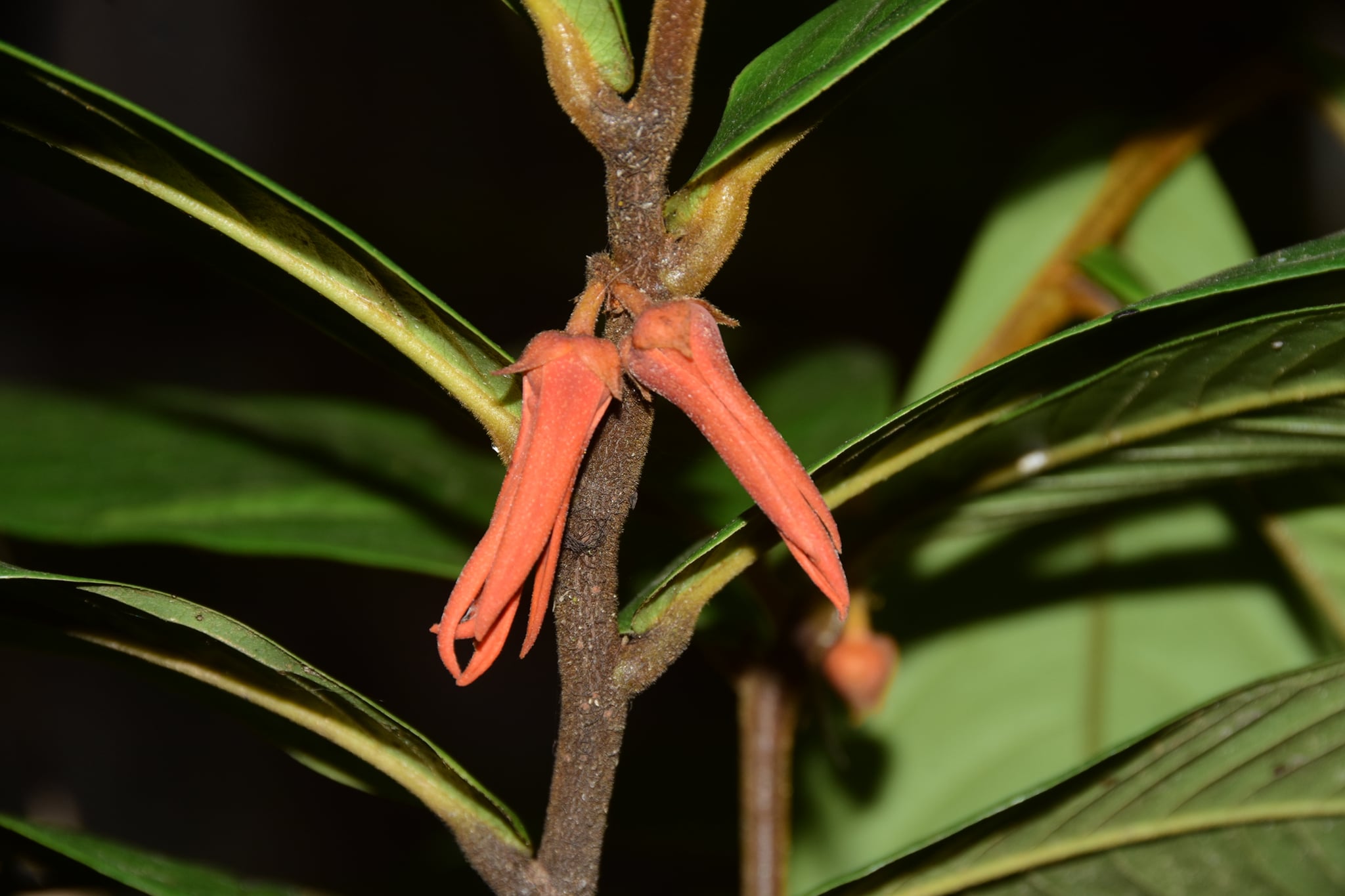 Species New to Science: [Botany • 2021] Polyalthia heliopetala & P ...