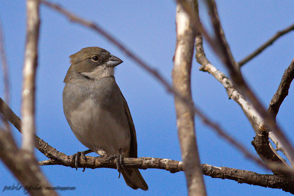 mis fotos de aves: Diuca diuca Diuca Common Diuca-finch