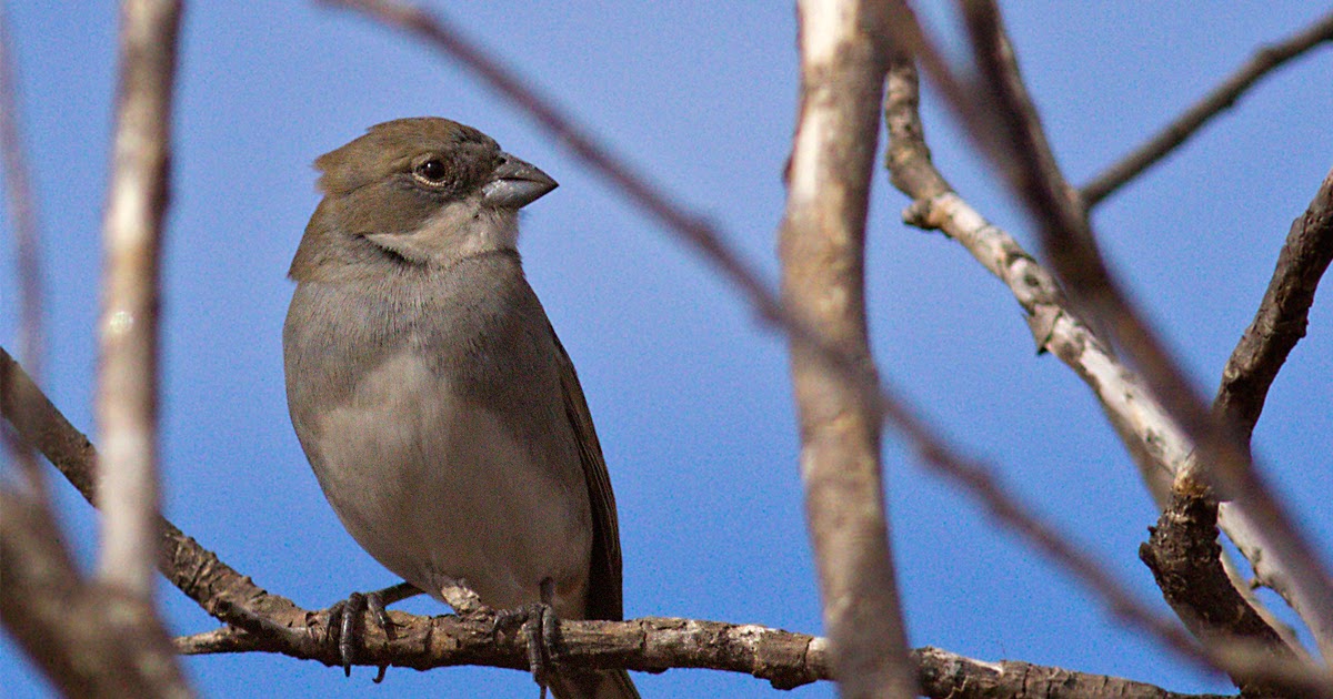 mis fotos de aves: Diuca diuca Diuca Common Diuca-finch