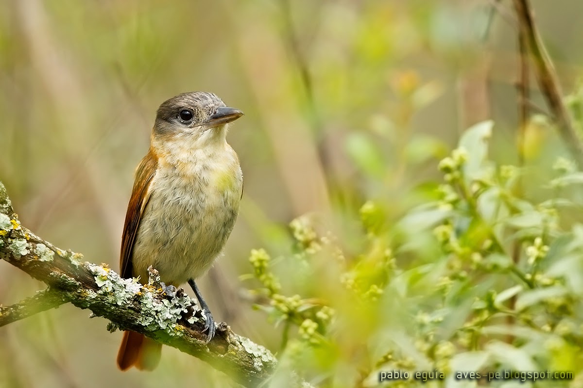 mis fotos de aves: Pachyramphus validus Anambé Grande Crested Becard