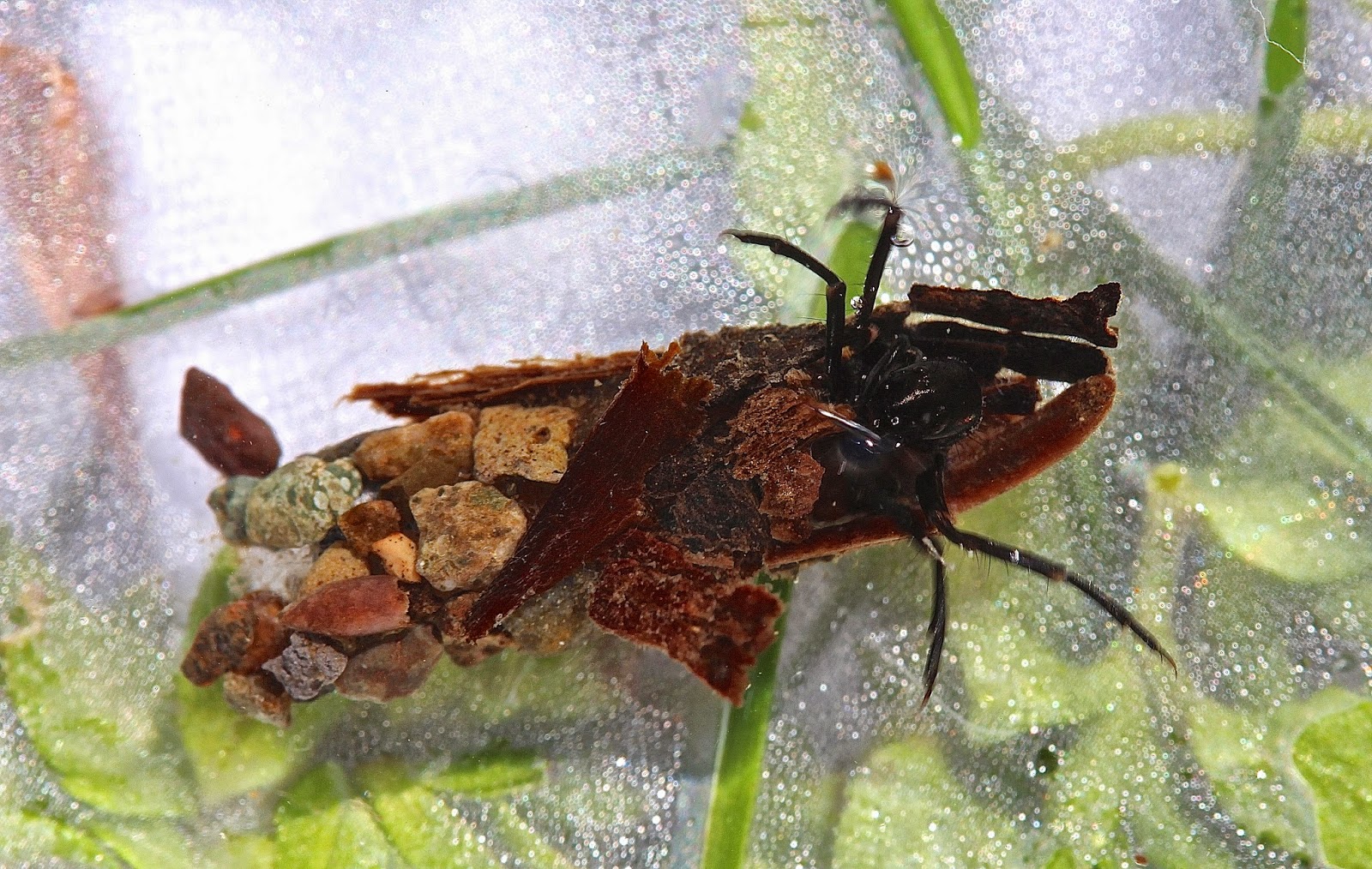 Aquatic Insects of Central Virginia: From the Oregon trip: the spiny ...