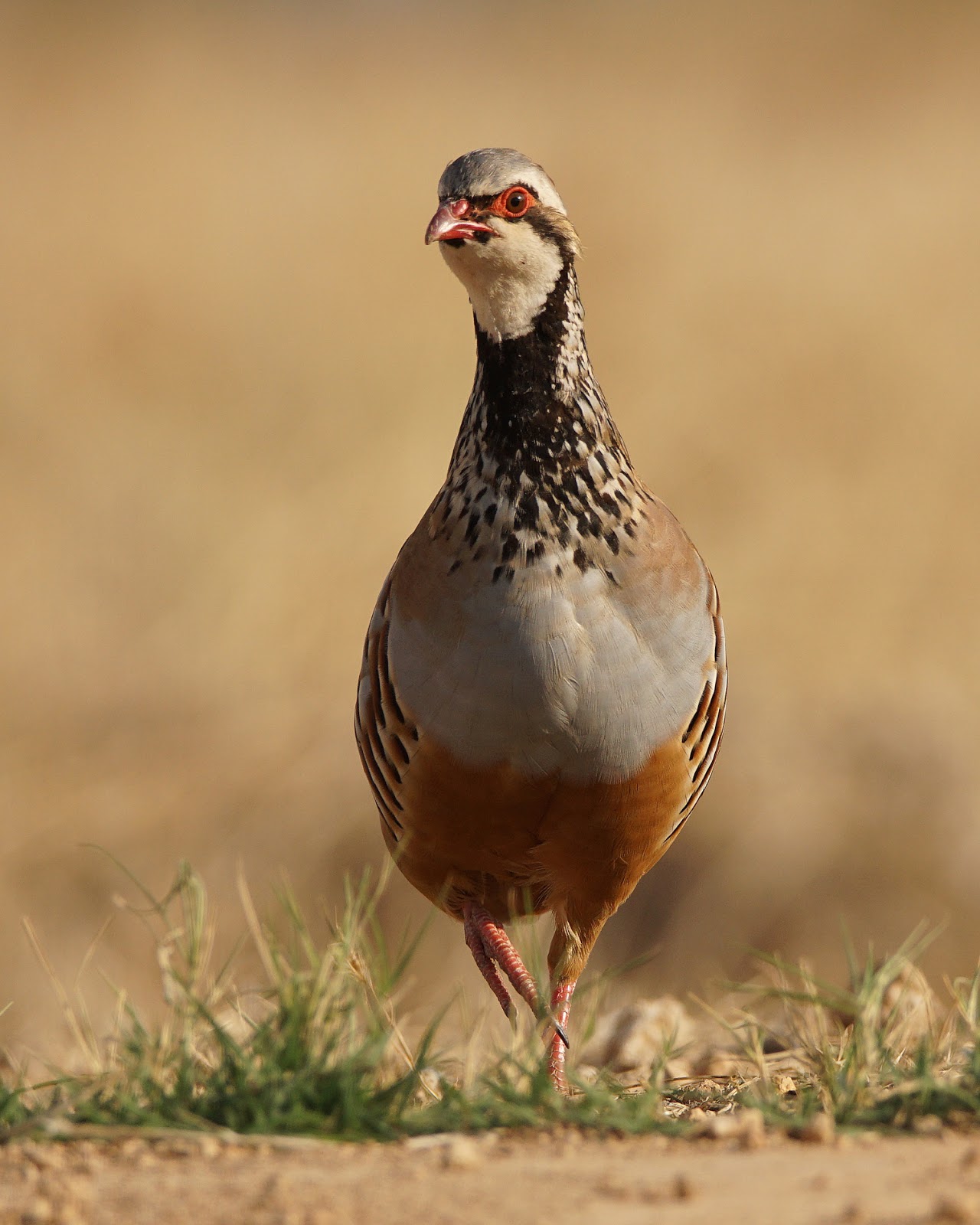 Pasión por las aves: Perdiz roja,(Alectoris rufa)
