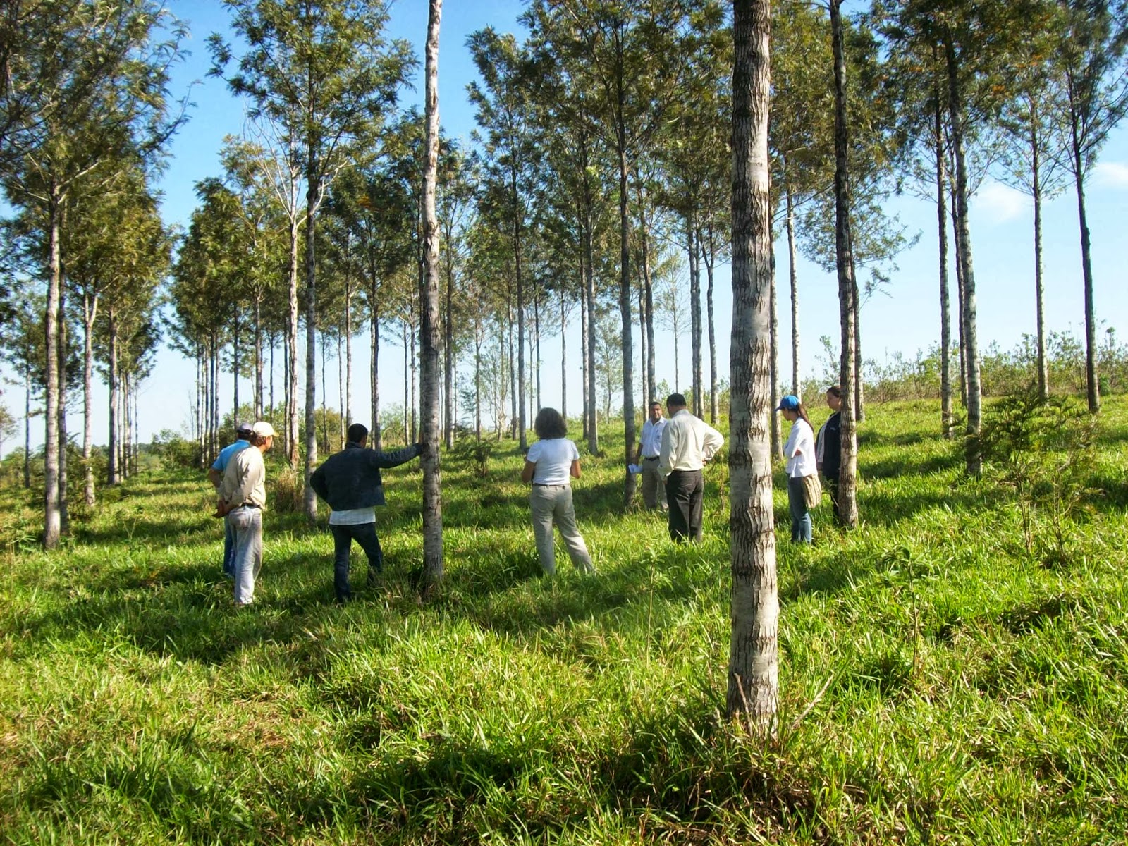 NEA Misiones Forestal: 3° Módulo de Capacitación sobre Producción ...