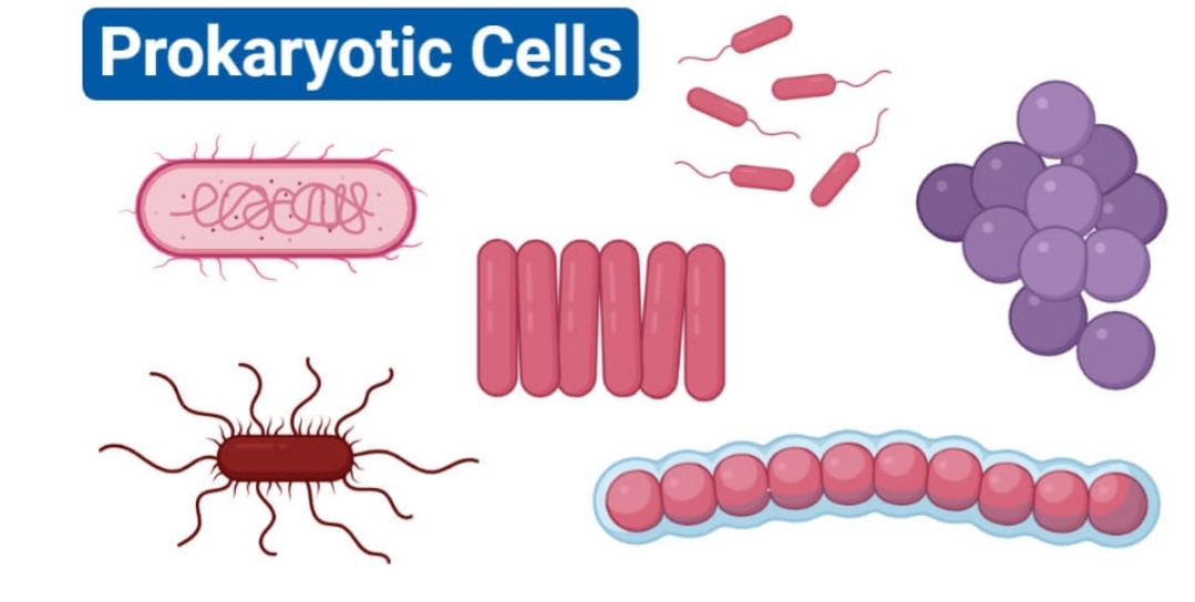ORIGIN OF SPECIES ( ZOOLOGY) Class 11