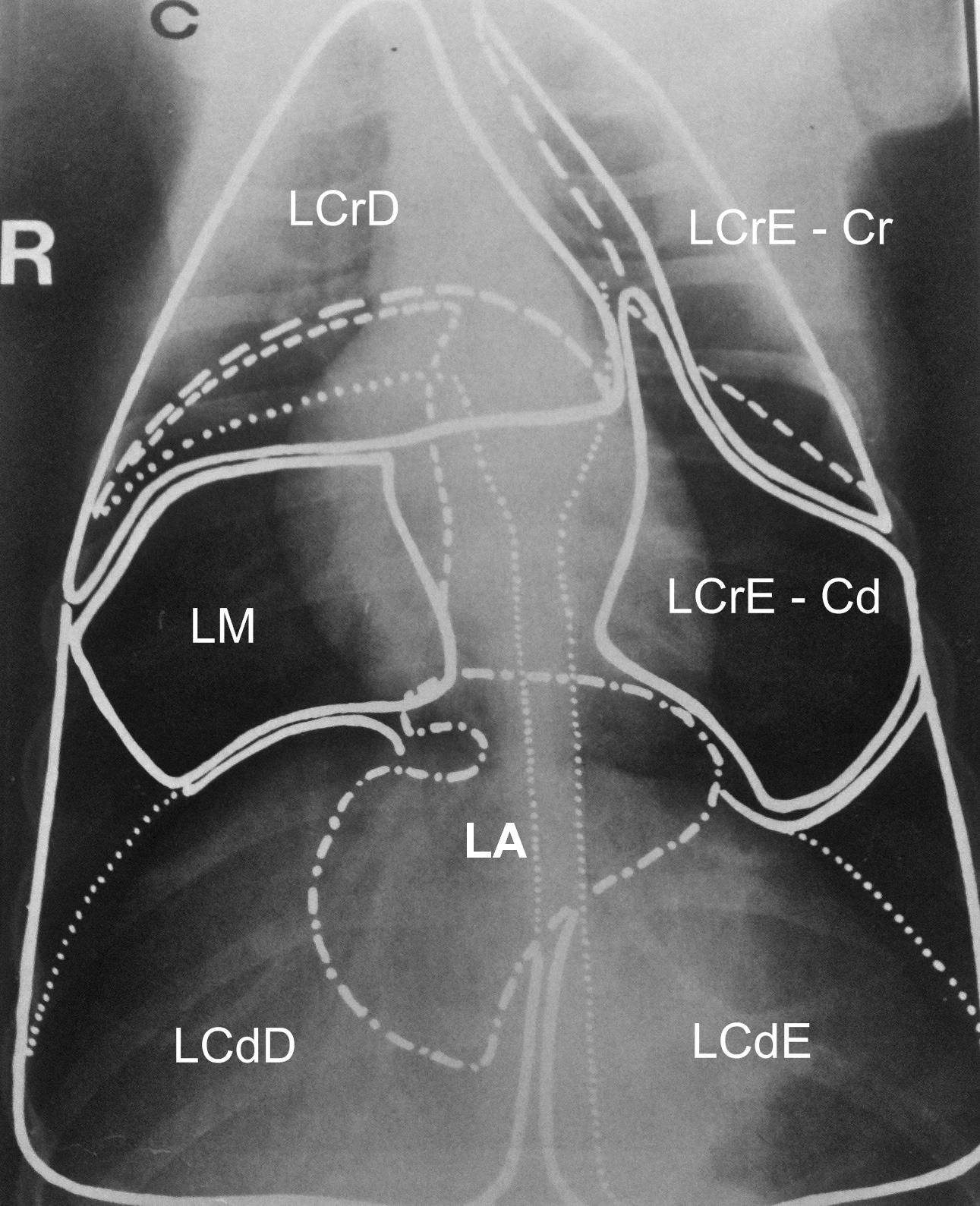 Radiodiagnóstico Veterinário: Lobos pulmonares