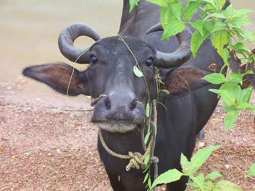 கோகுல் மனதில்: எரும மாடு கனவுல வந்தா???