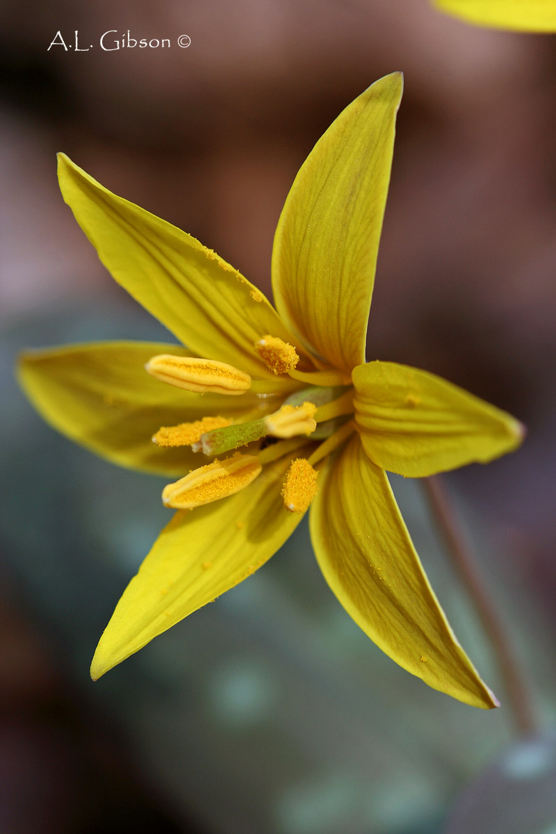 The Buckeye Botanist: The Botanical Find of a Lifetime