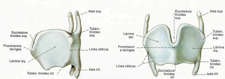 Anatomy full : marzo 2017