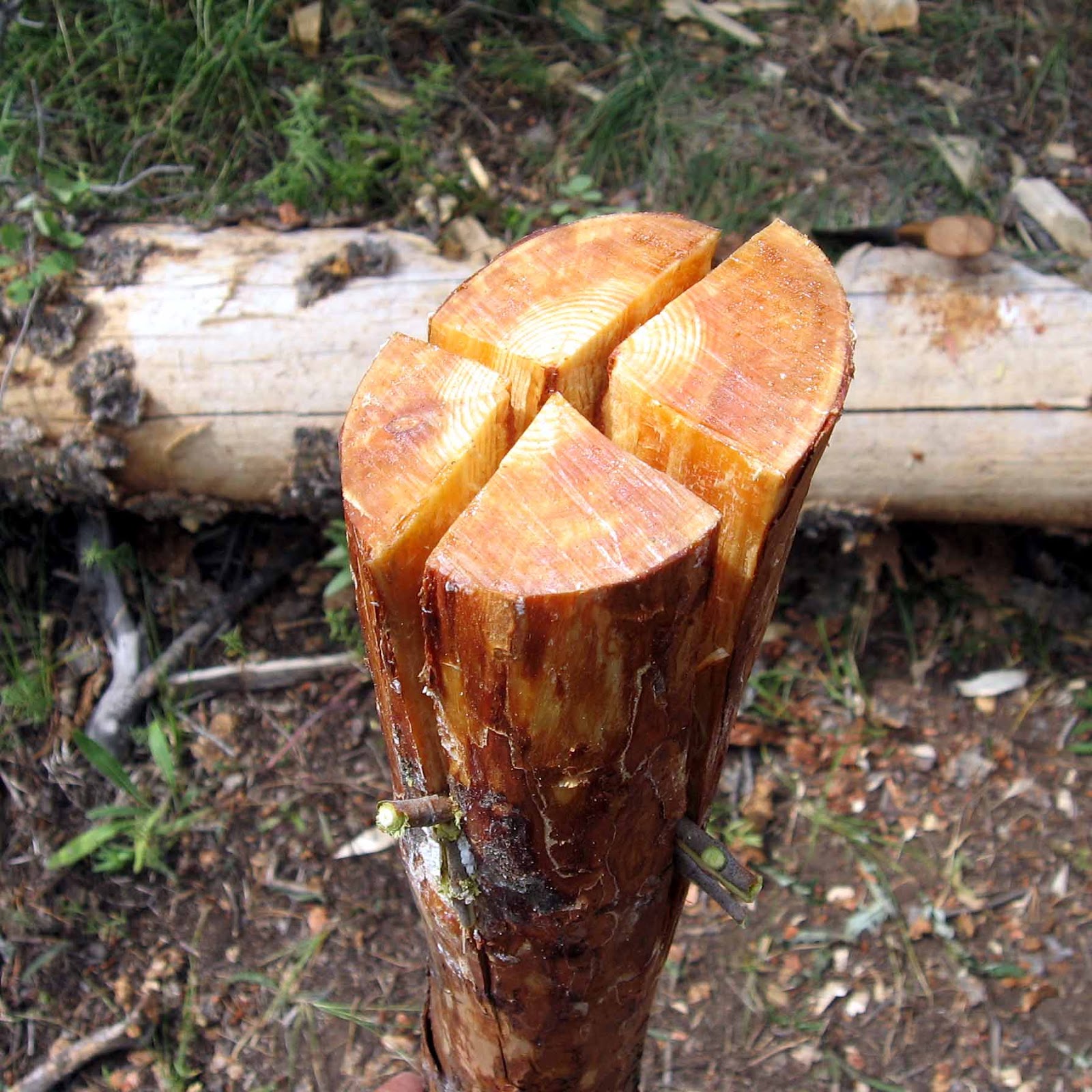 Rocky Mountain Bushcraft: Wilderness Survival: How to make a Pine Knot ...