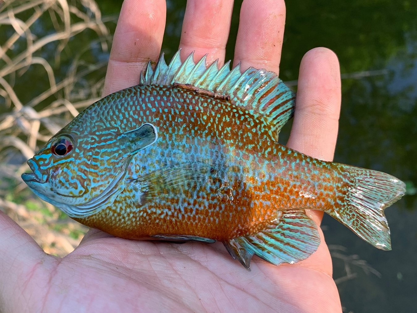 Longear Sunfish