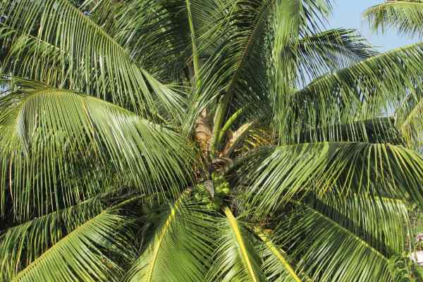 About coconut tree in English | Nariyal | uses of coconut tree