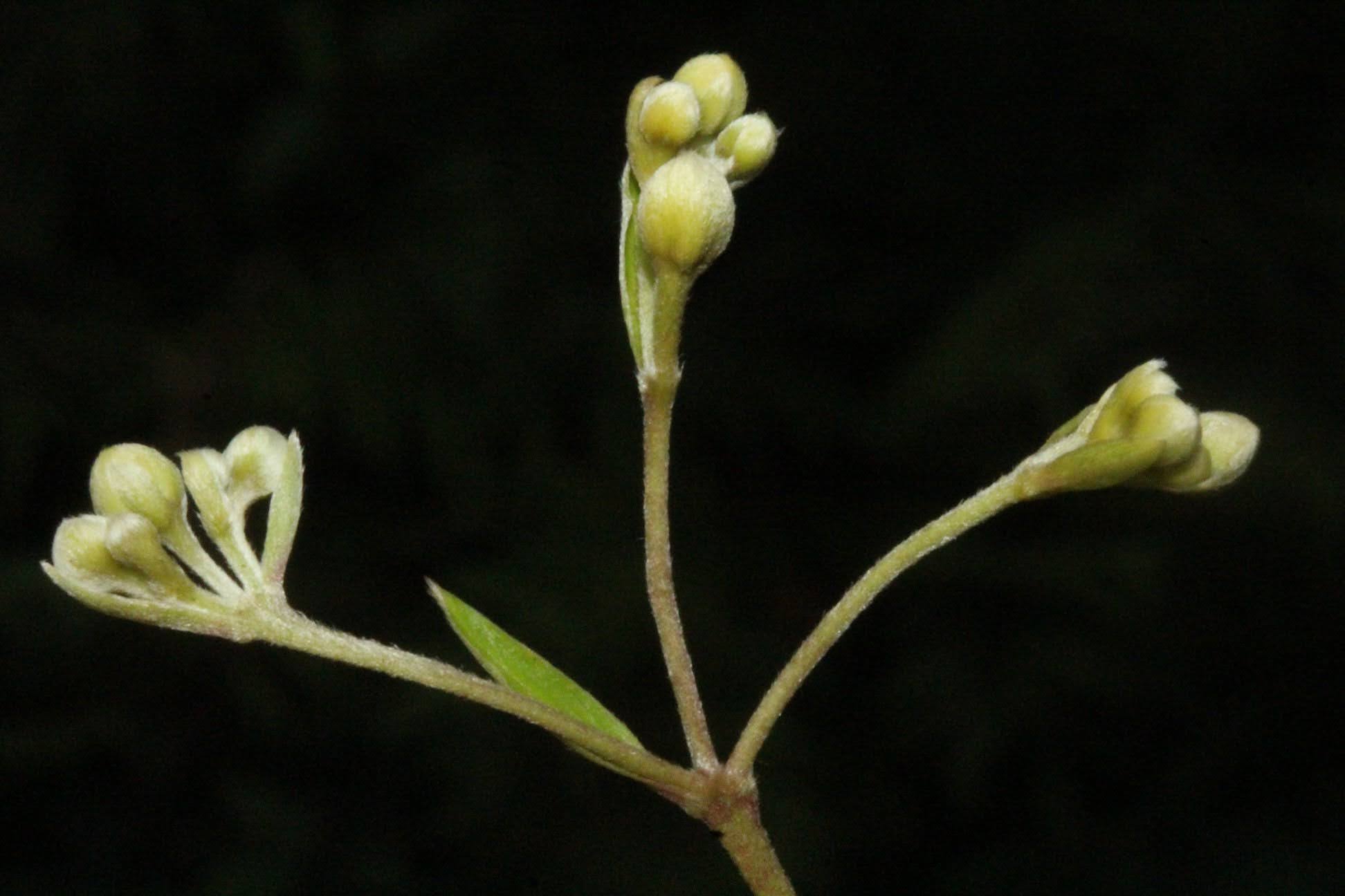 Rhamnoneuron balansae