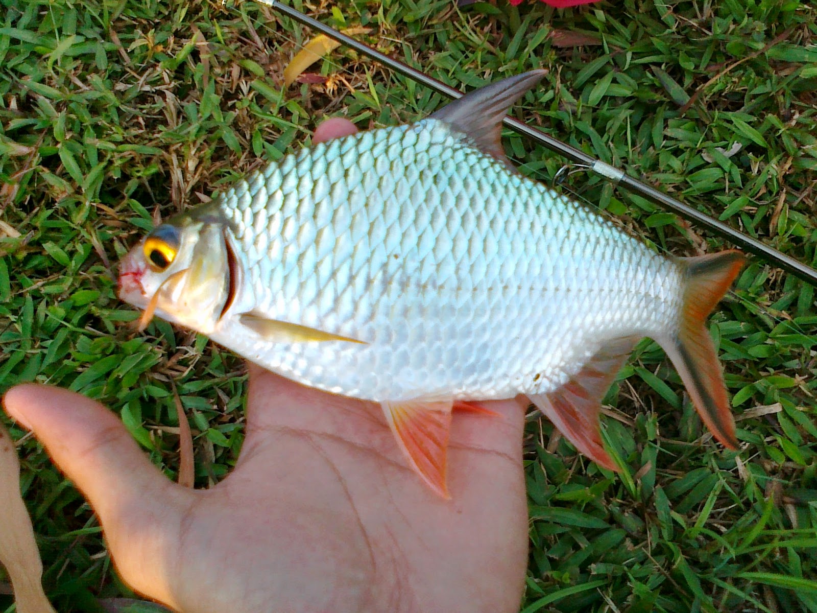 Haruan Sakit: Memancing ikan lampam. #throwback