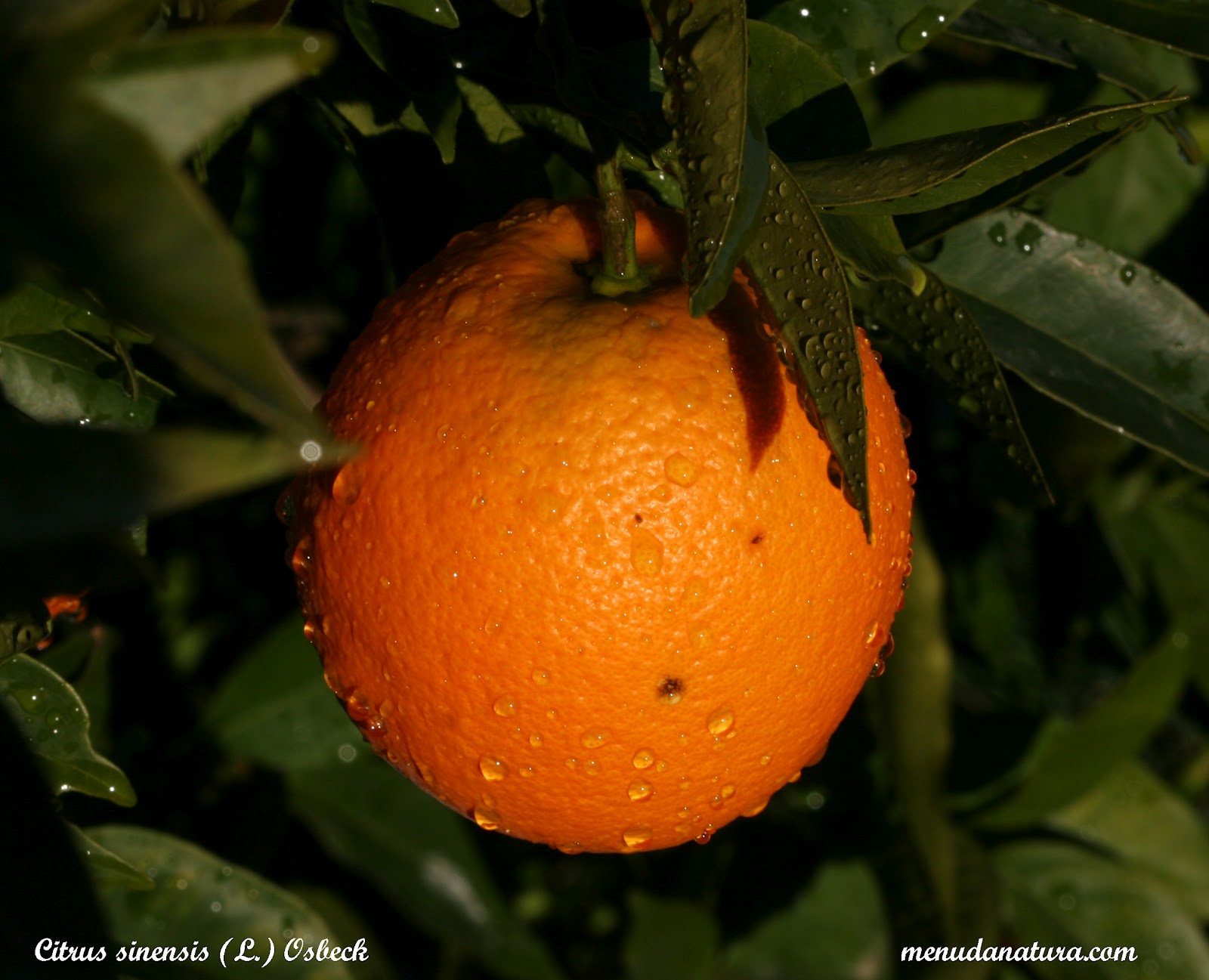 Menuda Natura: Citrus sinensis (L.) Osbeck