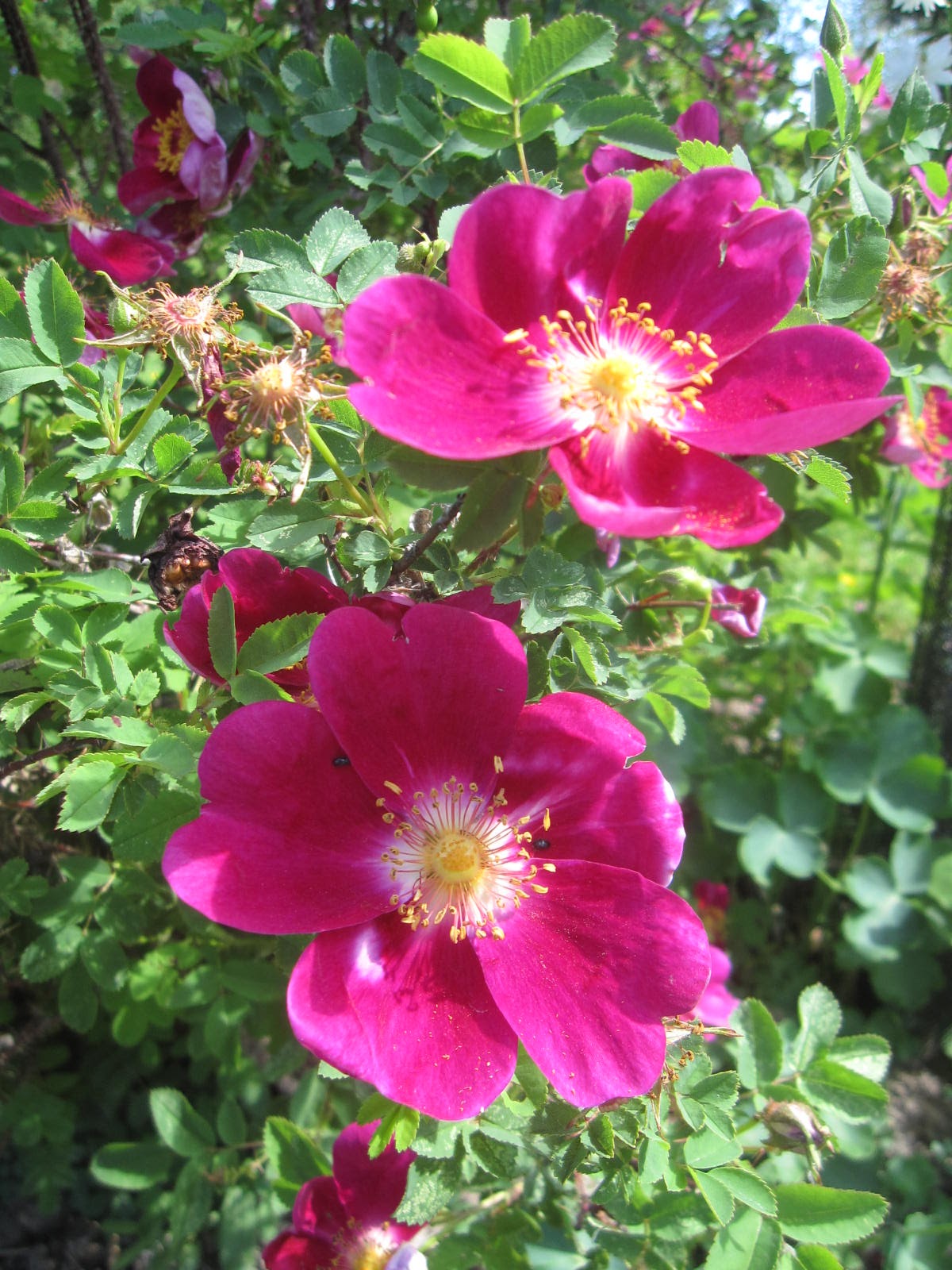 Päivänpesän elämää: Ruusuja