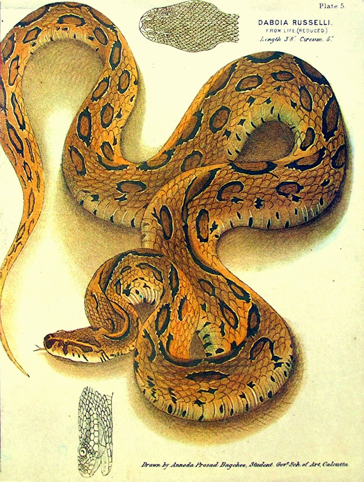 ShukerNature: SHERLOCK HOLMES AND THE SPECKLED BAND – AN UNKNOWN ...