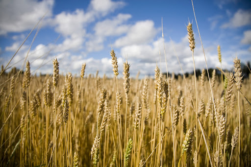 Era Futura: L'uomo del Grano