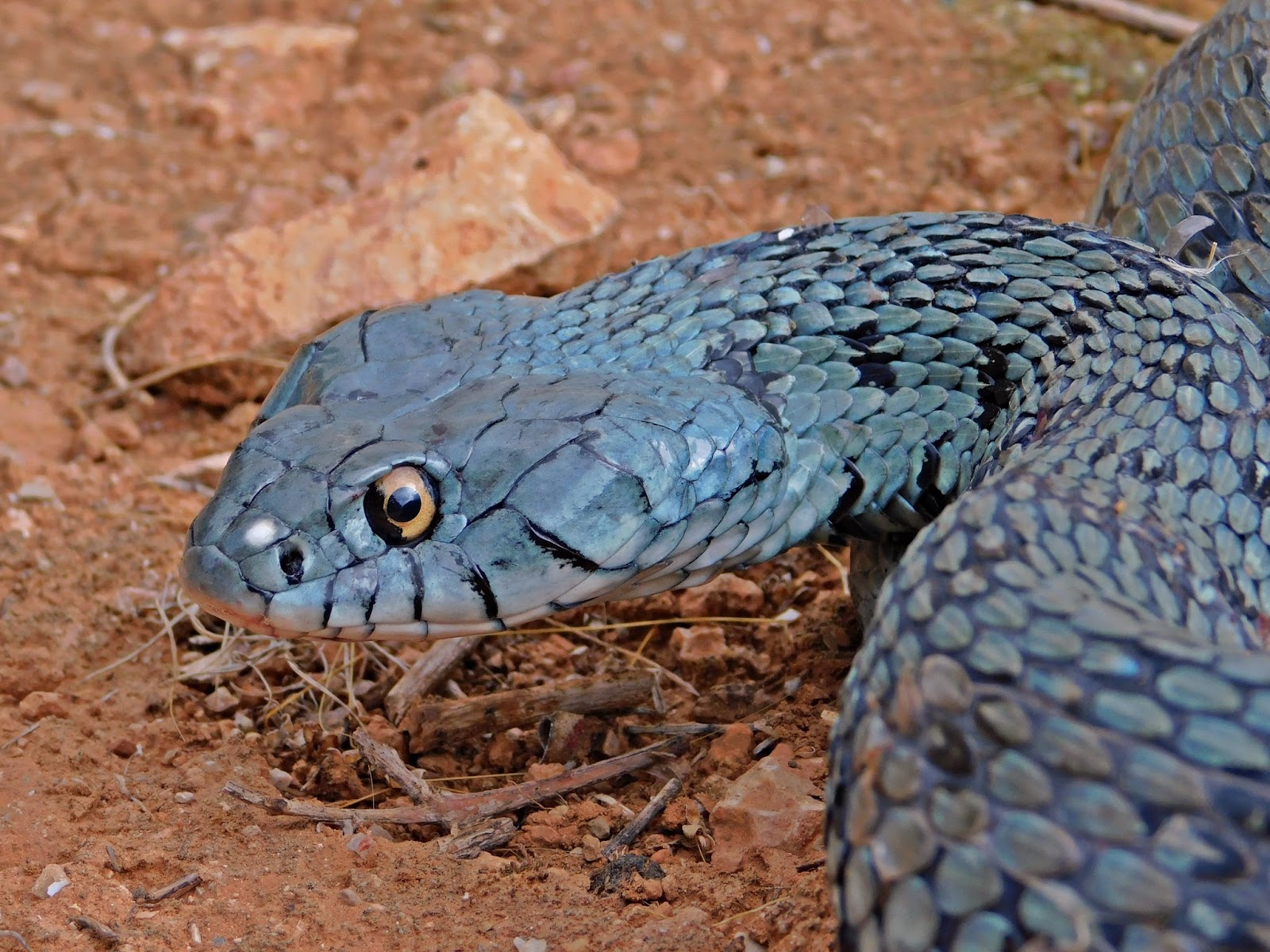 Sargantanes i Dragons: Natrix astreptophora - Serp de collaret ibèrica