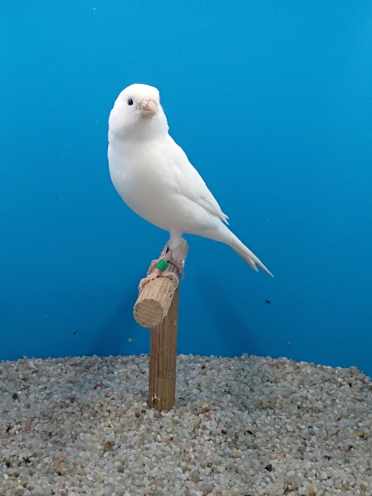 Mis canarios de color: PUBLICACIONES DE INTERÉS