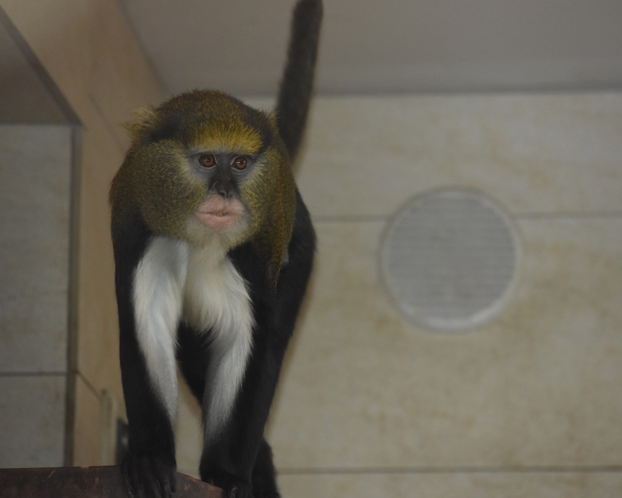 ZOOTOGRAFIANDO (6.100 ANIMALS): CERCOPITECO DE LOWE / LOWE´S MONKEY ...