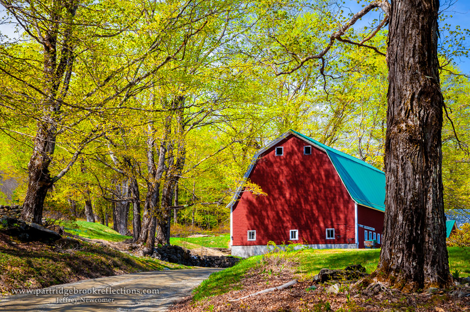 Getting it Right in the Digital Camera : Looking for Spring