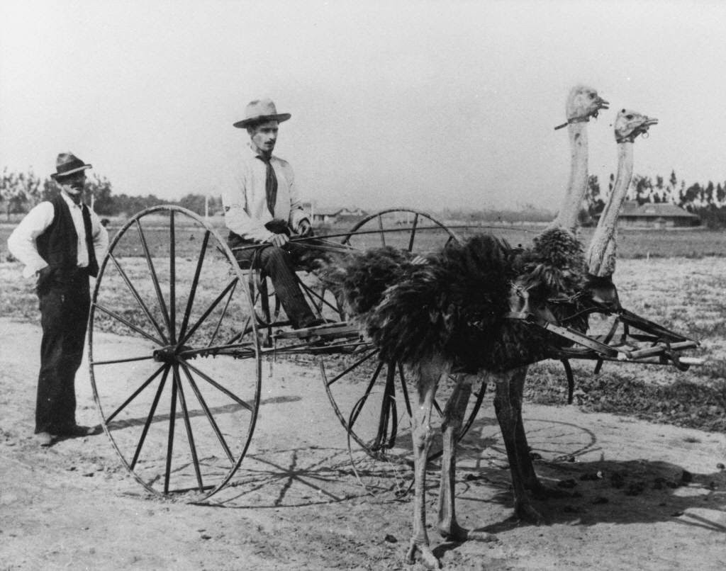 Remembering Anaheim's History: Ostriches in Anaheim?!