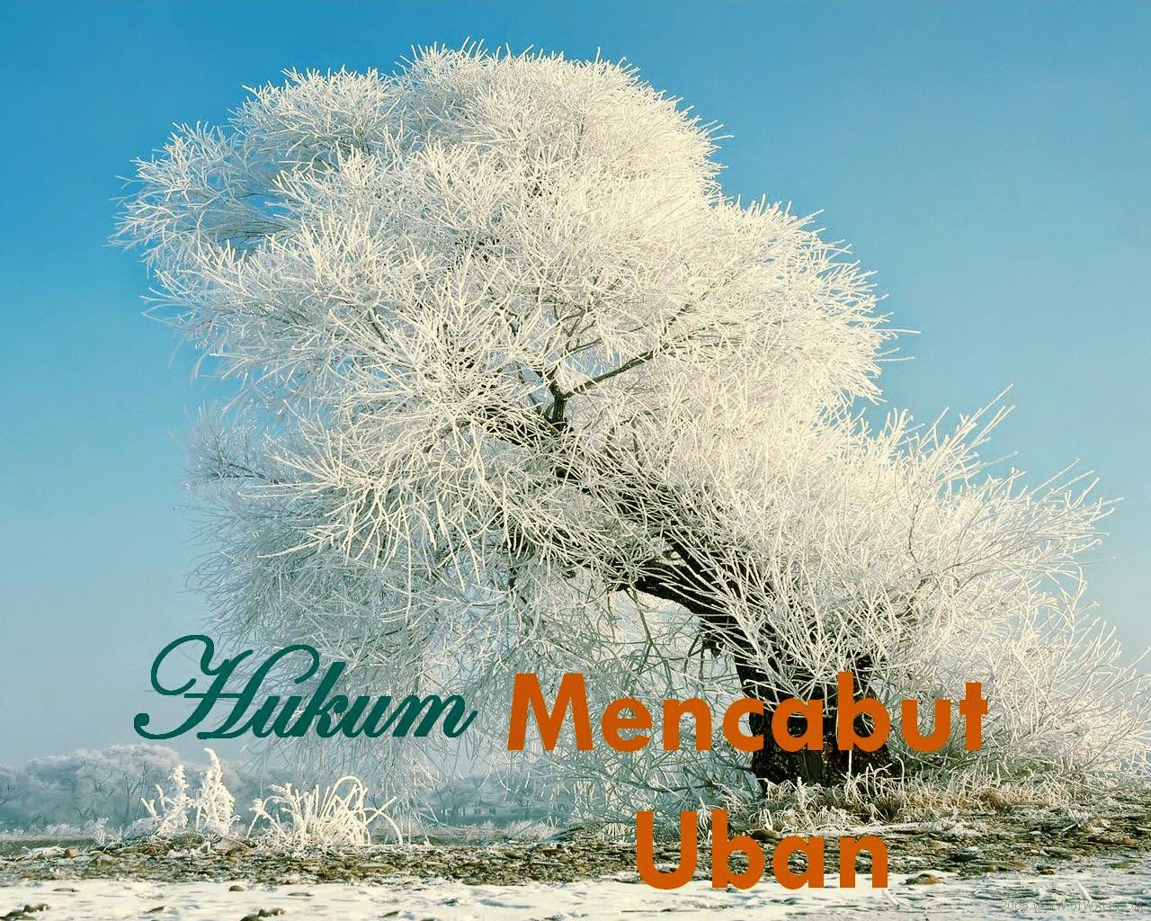 Larangan Mencabut Uban yang Akan Menjadi Cahaya di Hari Kiamat | Kunci ...