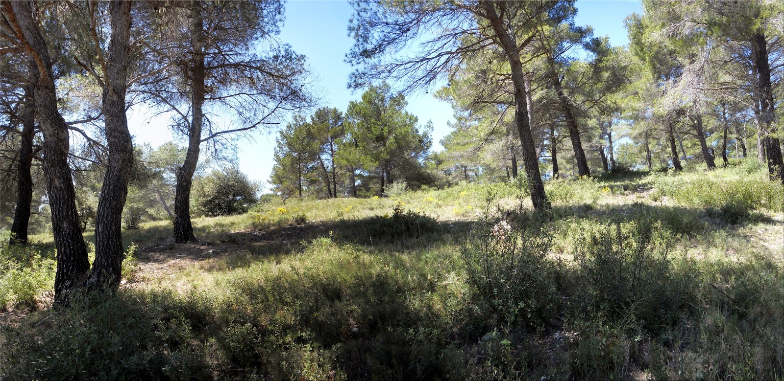 Anne MOREAU: Quelques heures dans la garrigue de Caromb