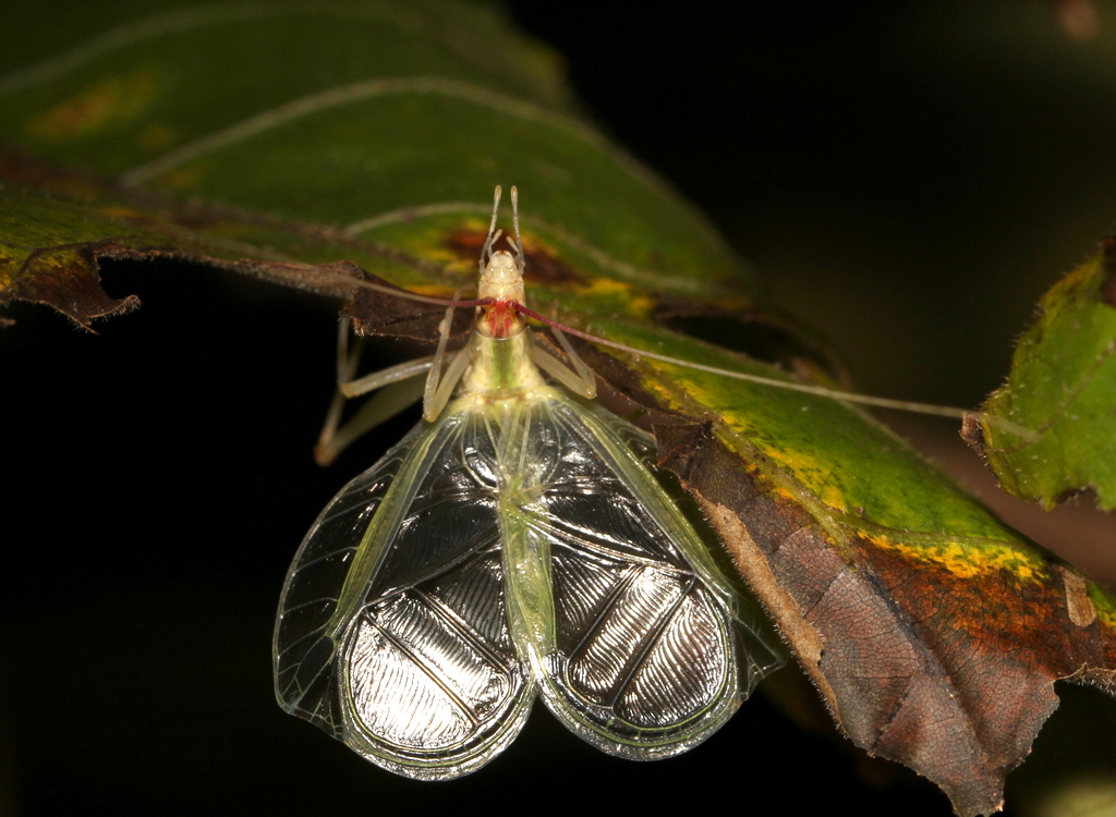 Listening in Nature: Instruments and performance techniques: how ...
