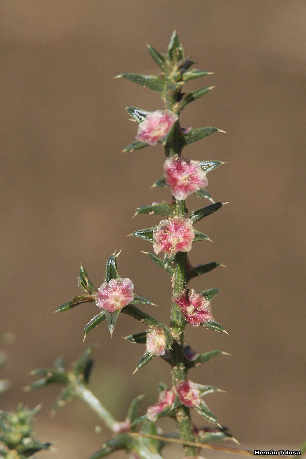 Flora Bonaerense: Cardo ruso (Salsola kali)