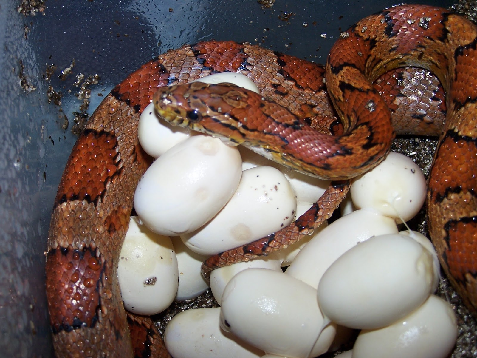 The New Call of the Wild: The Corn Snakes