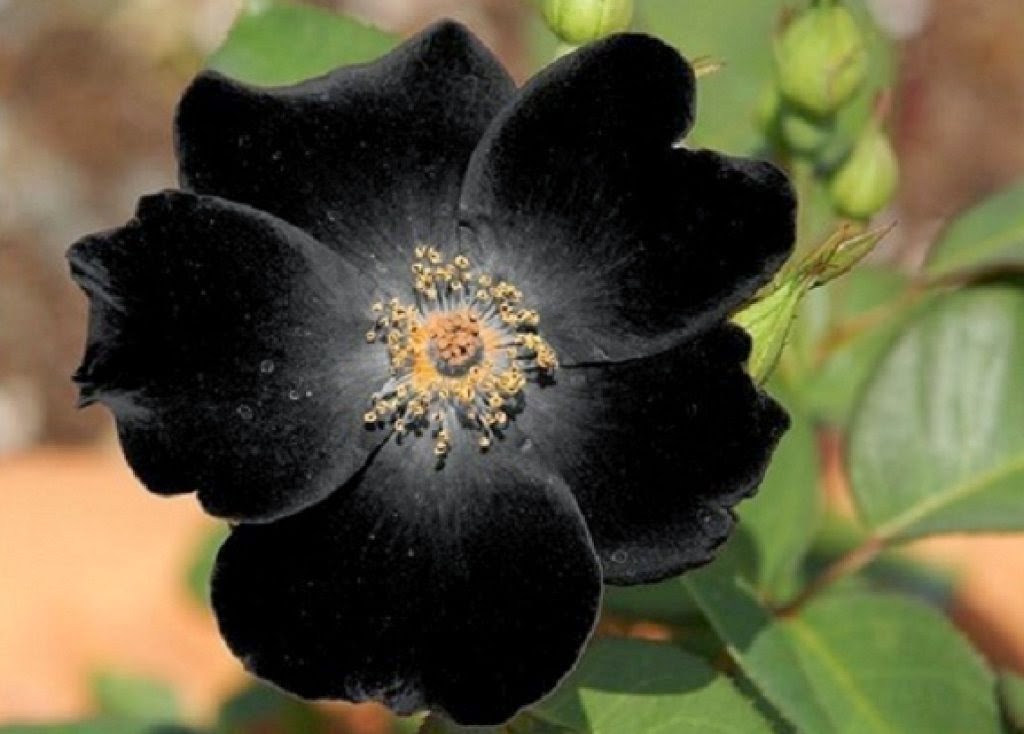 Flores Negras, parte 3 - IMÁGENES PARA WHATSAPP ® y Fotos para perfiles