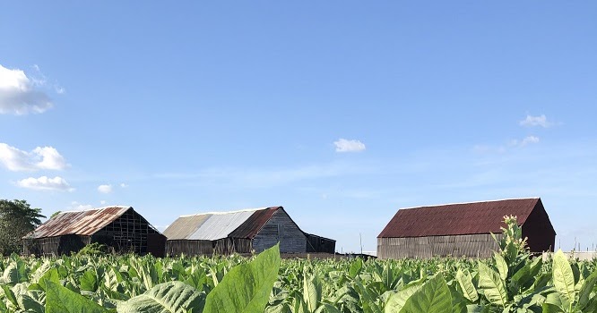 Cuban Cigars, Culture & Lifestyle: Hoyo de Mena (Tobacco Farm) Pinar ...