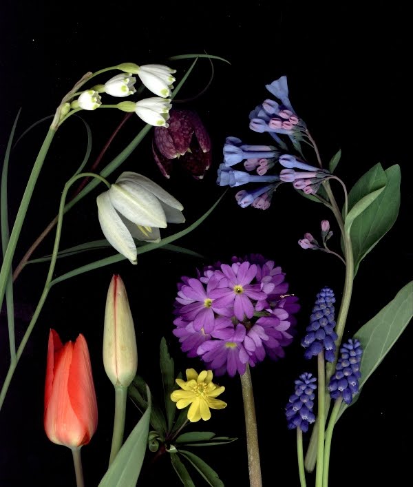 Loretta Flower: craig cramer