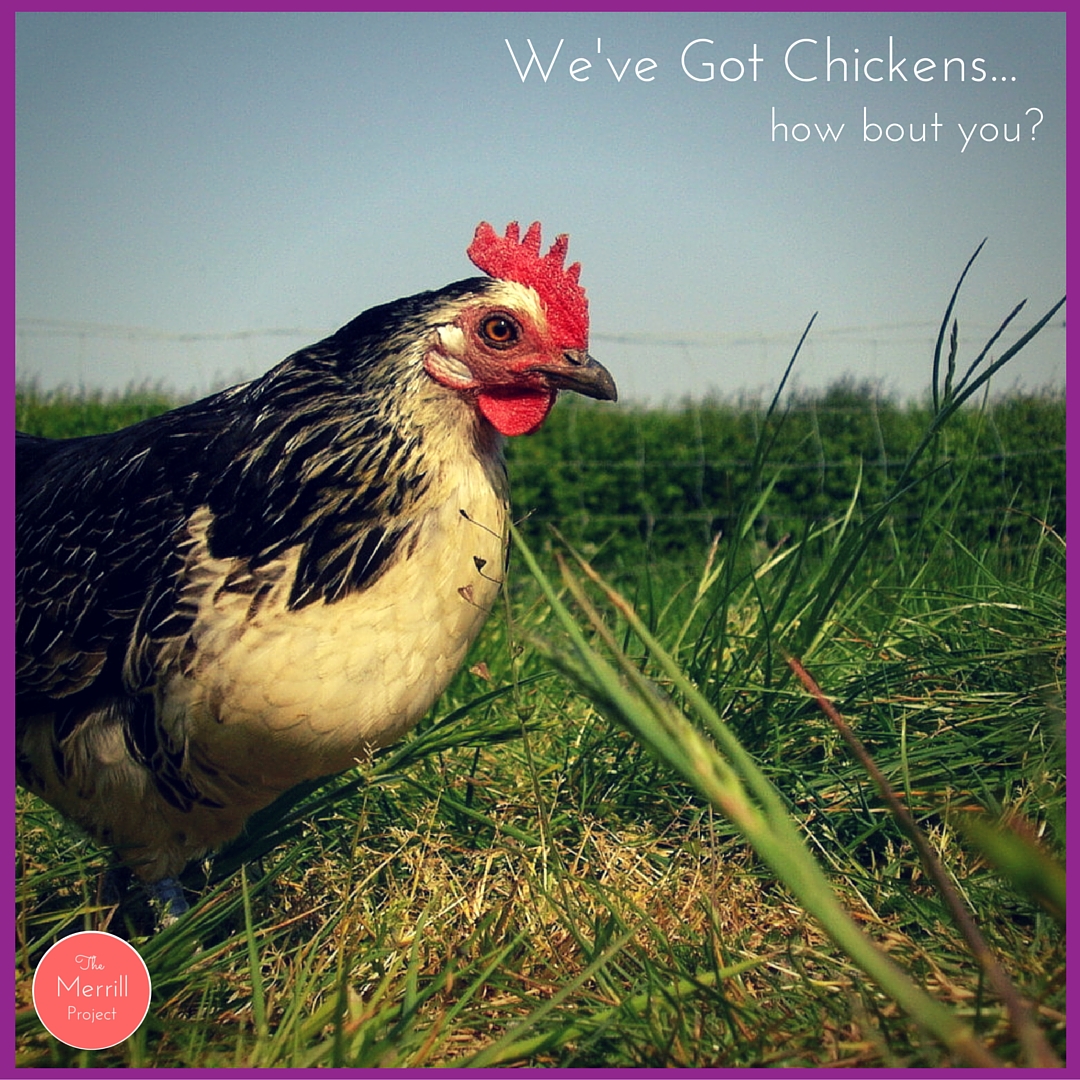 The Merrill Project: We've got chickens!