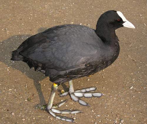 Common coot | Birds of India | Bird World